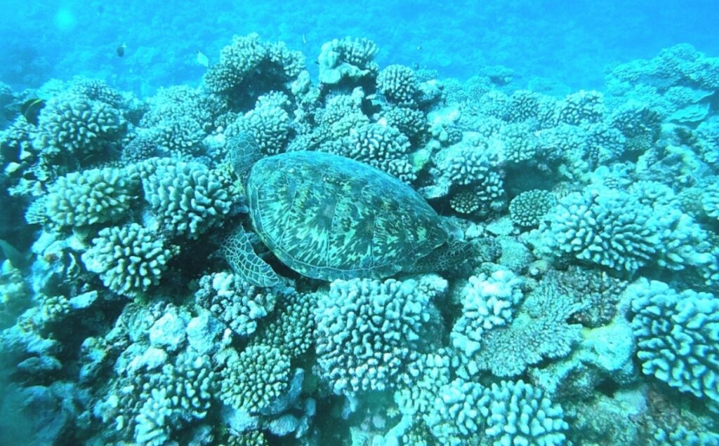 Marine Life in Moorea - Mel On The Go