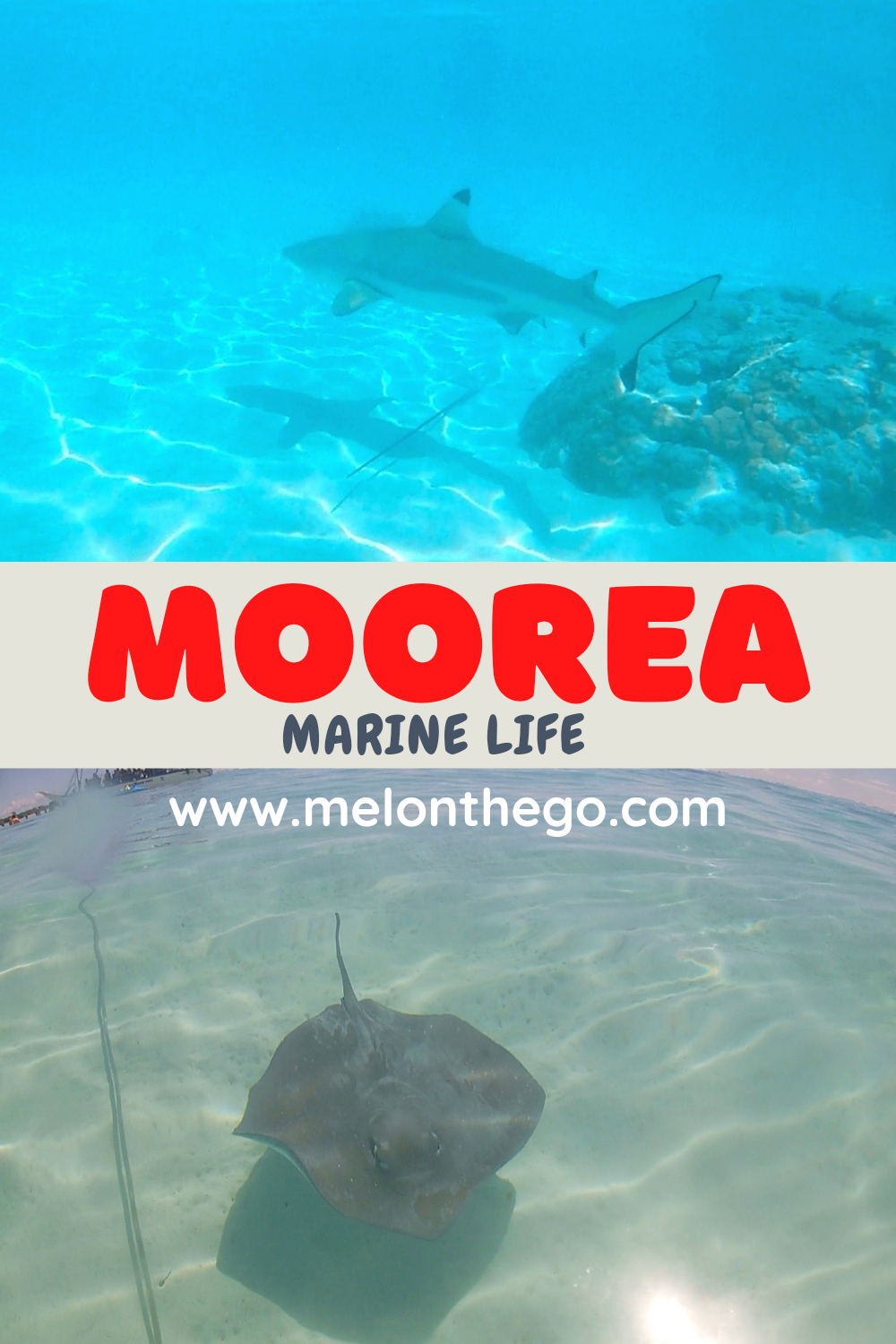 Marine Life in Moorea - Mel On The Go