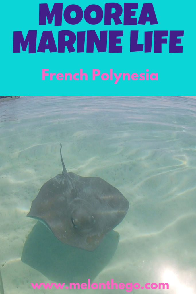 Marine Life in Moorea - Mel On The Go