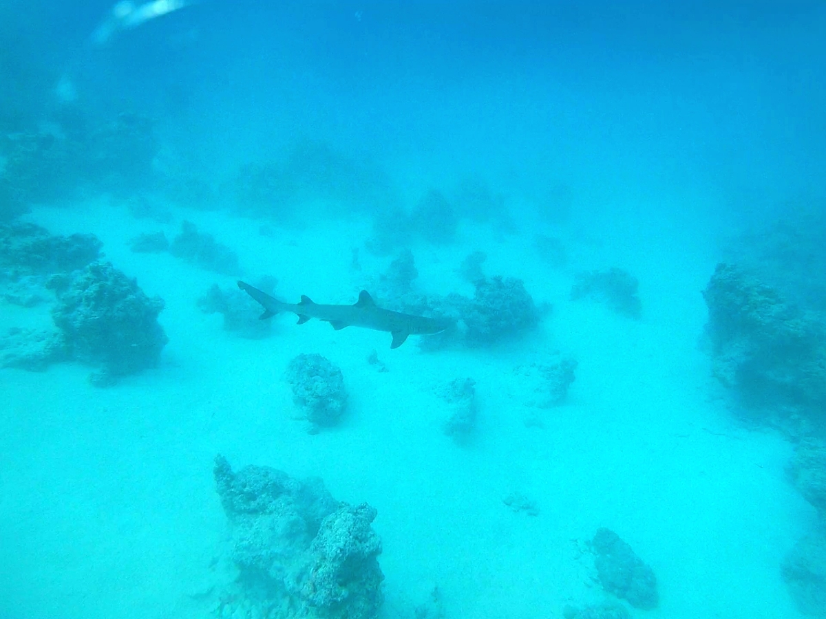 Diving in Fakarava - Mel On The Go