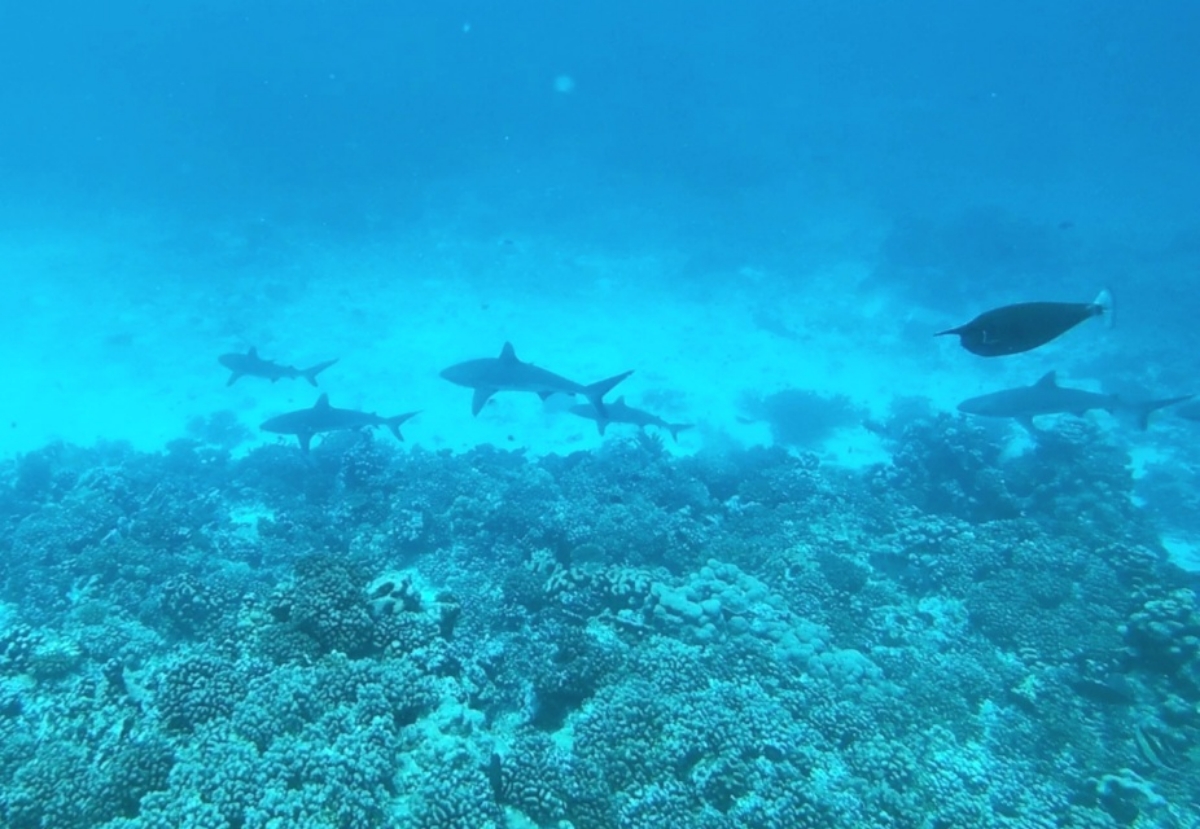 Diving in Fakarava - Mel On The Go