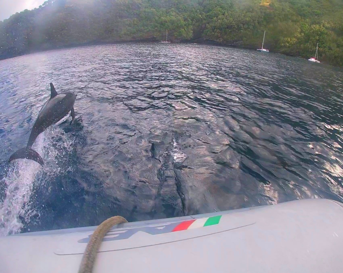 Marine Encounters in French Polynesia - Mel On The Go