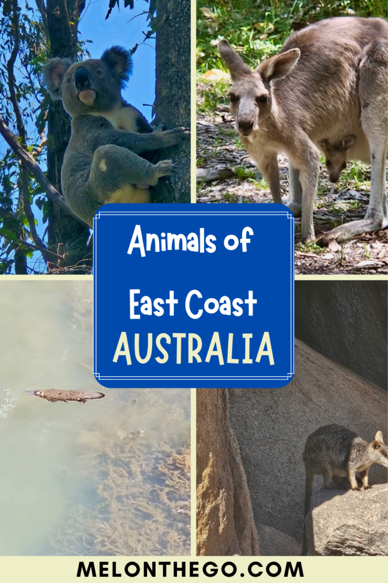 Animals of Australia's East Coast - Mel On The Go